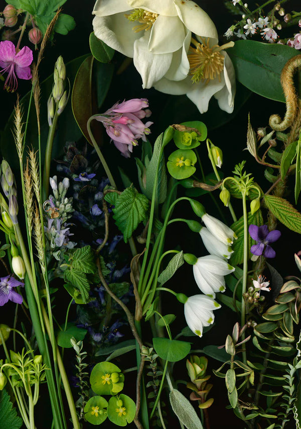 Deb Stoner: Flora Boxed Notecard Assortment - Museum of New Mexico ...